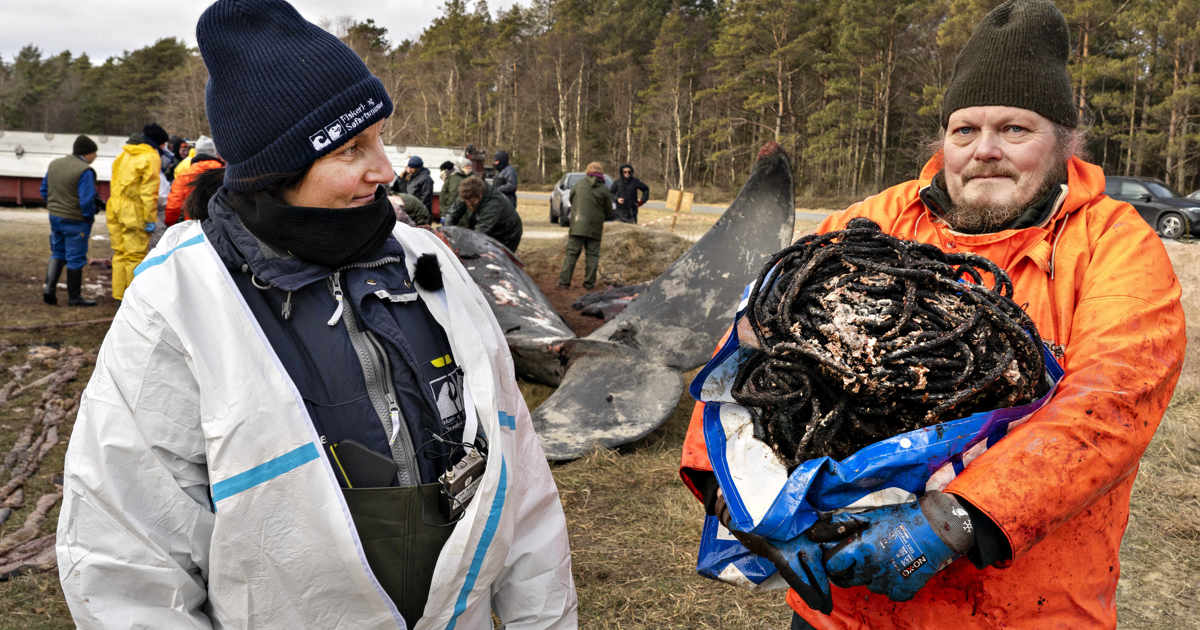 Hval døde med plastik i maven: Så stort er problemet med spøgelsesnet ...