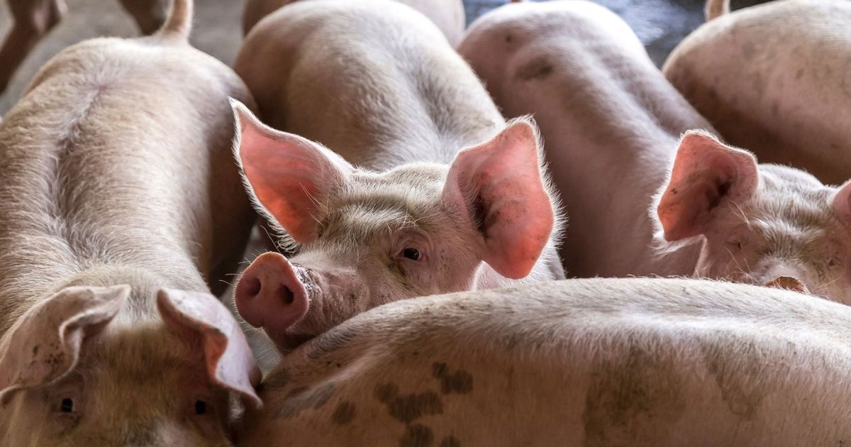 40 millioner svin om året i Danmark: Det er for mange | Danmarks ...
